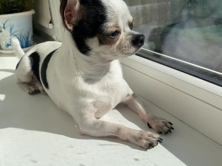 Чихуахуа вязка