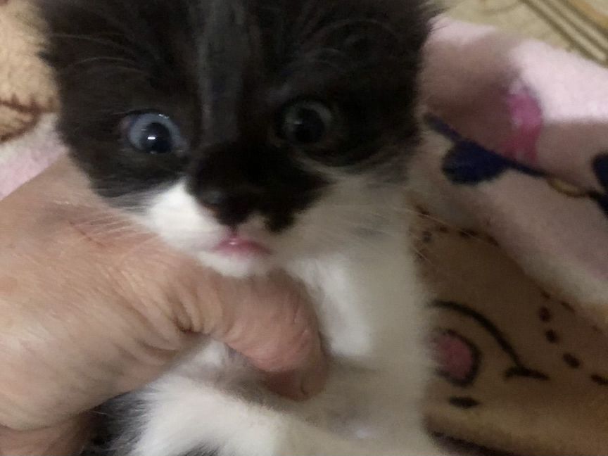 Котенок Туз