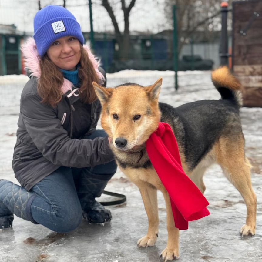 Собака в добрые руки