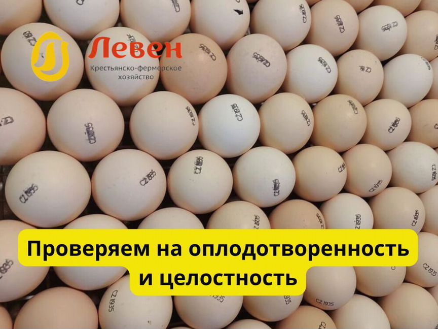 Инкубационное яйцо. Кобб и Росс. Из Европы