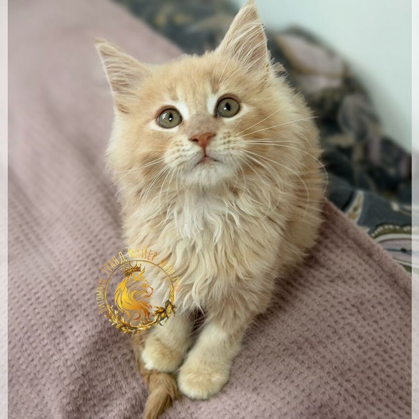 Мейн-кун котёнок
