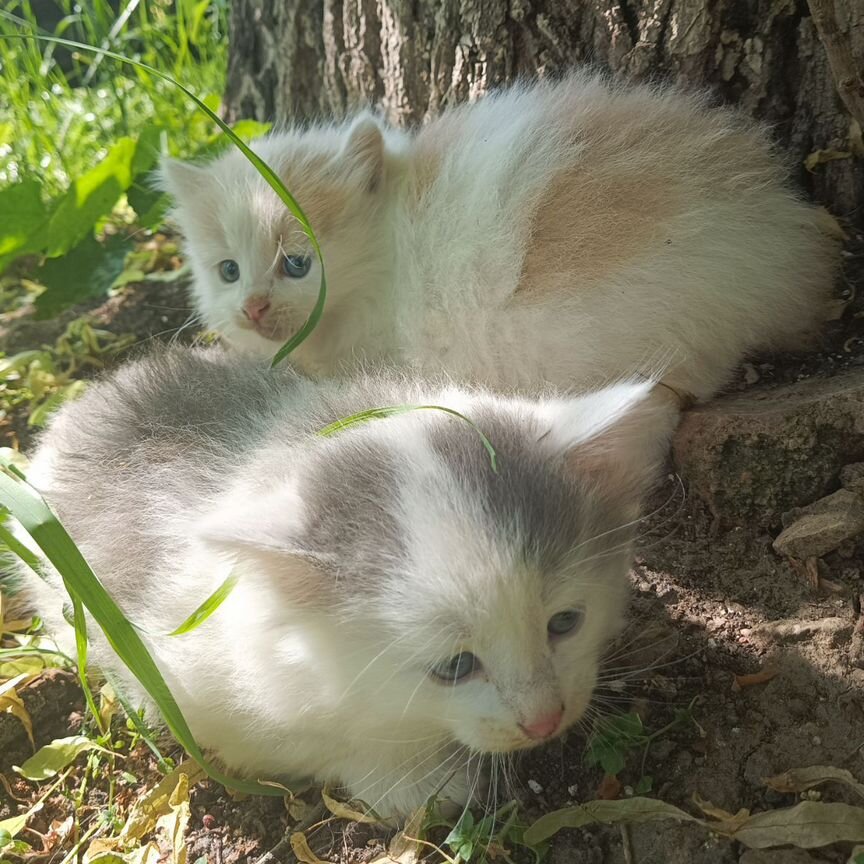 Котята в добрые руки бесплатно