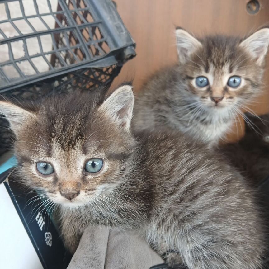 Котята 1 месяца бесплатно