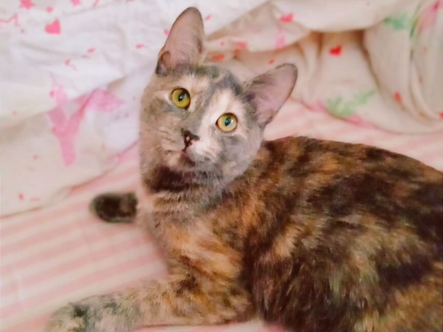 Пестрая кошечка в добрые руки бесплатно