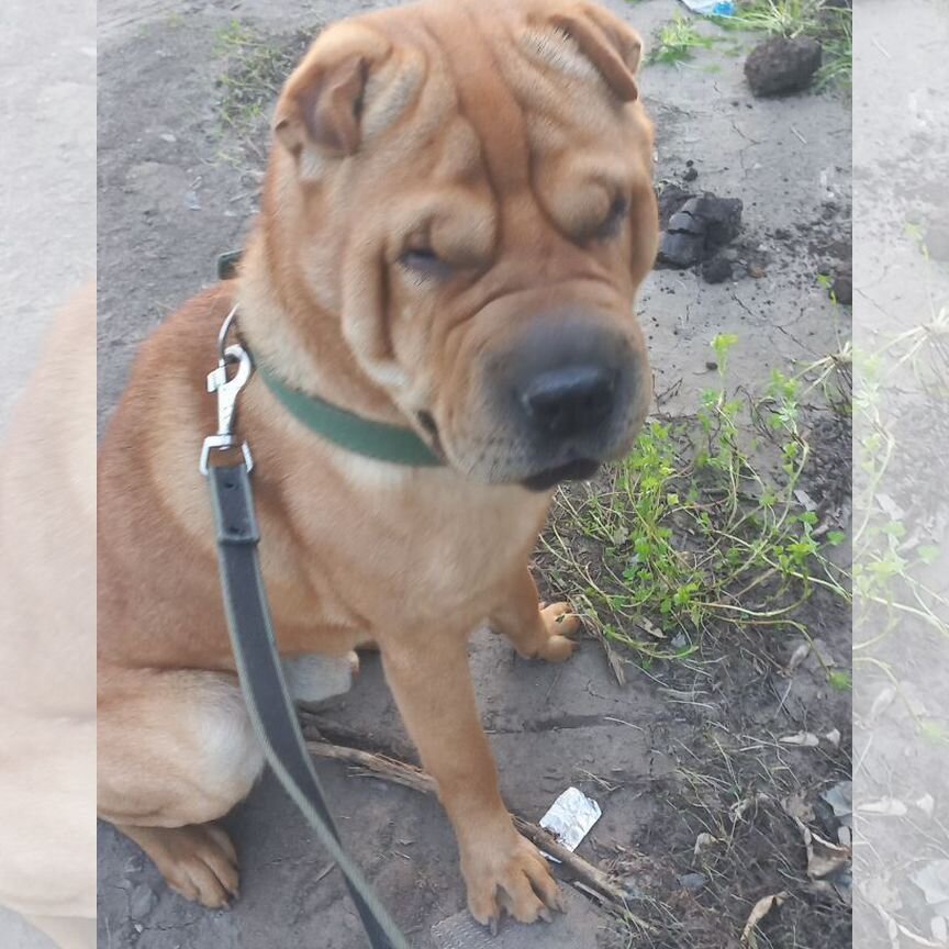 Шарпей, взрослый пёс