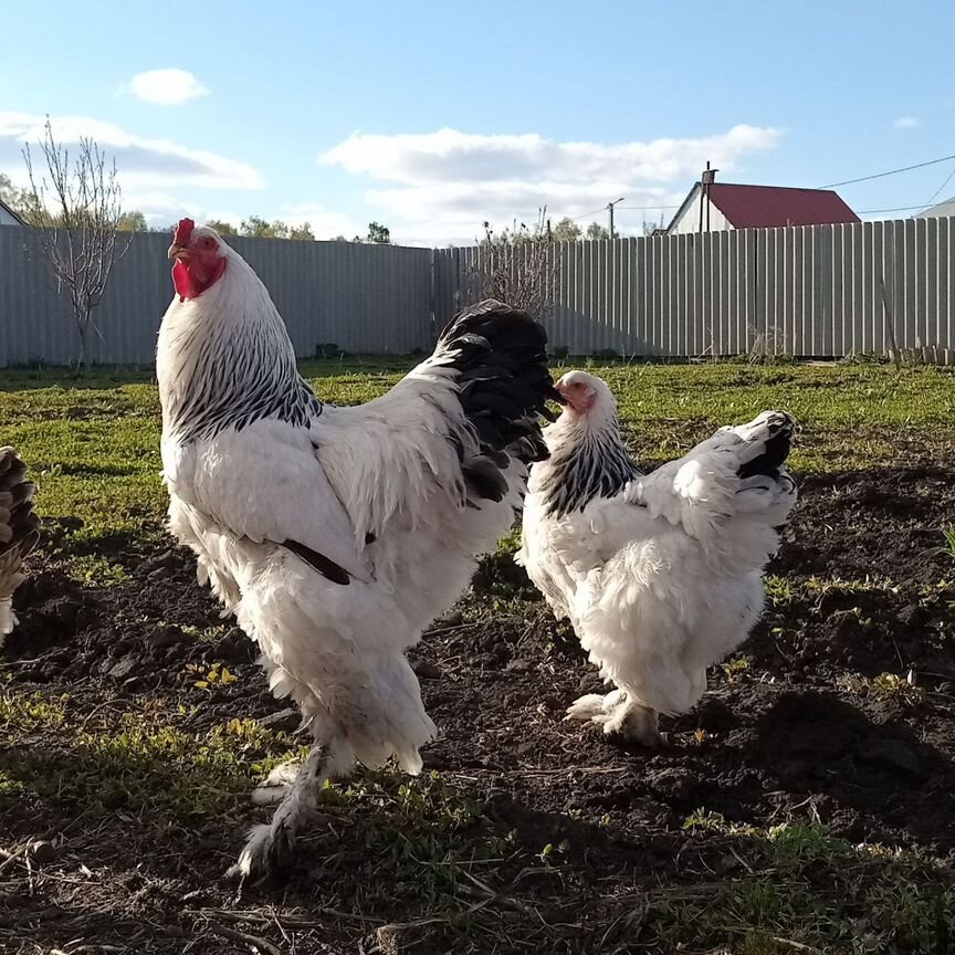 Петухи Брама