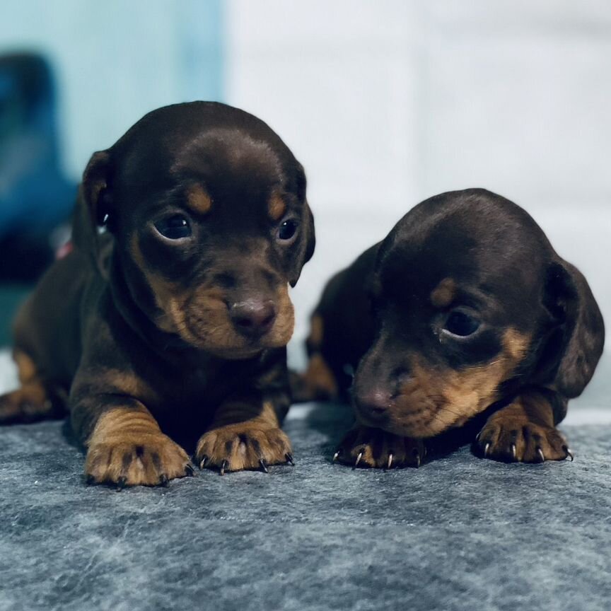 Карликовая такса, щенок