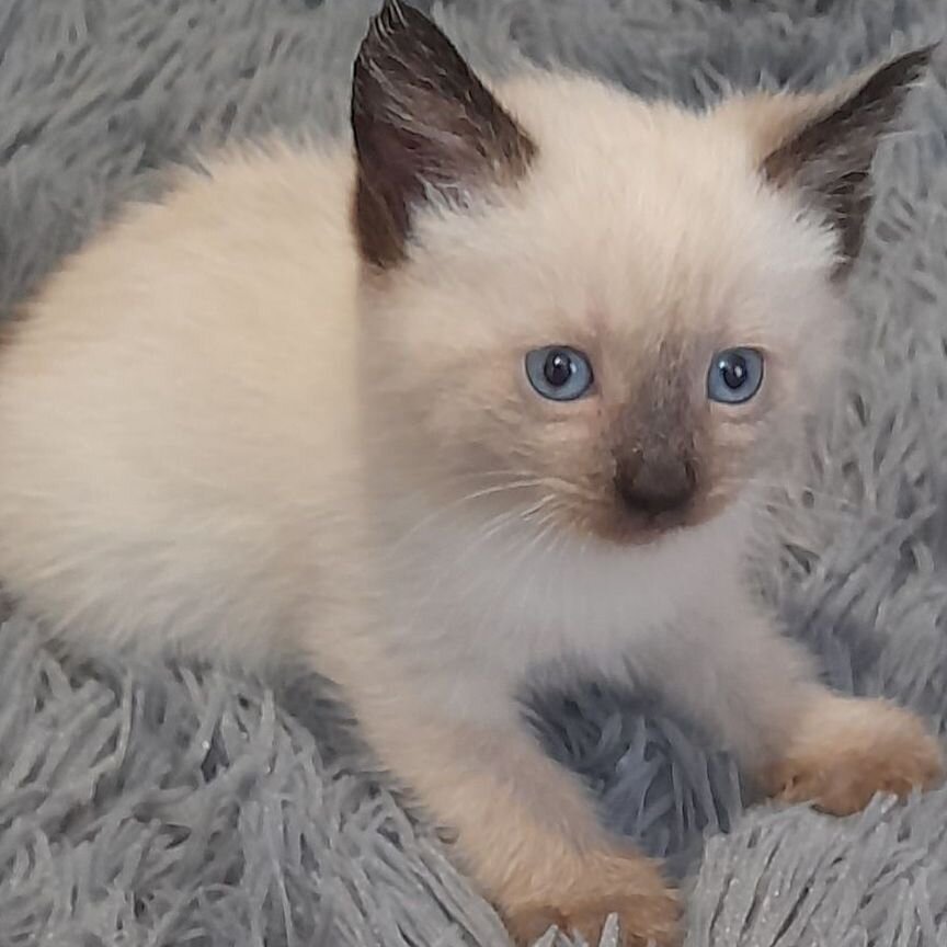 Сиамский котёнок