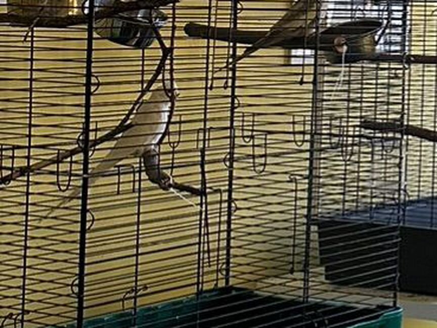 Попугаи корелла