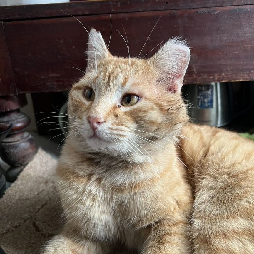 Кот