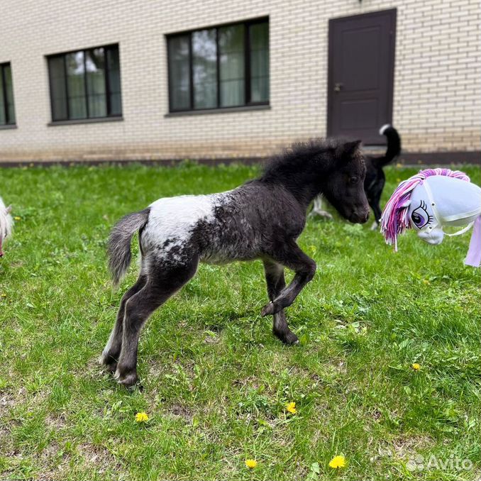 Американская миниатюрная лошадь (мини-пони)