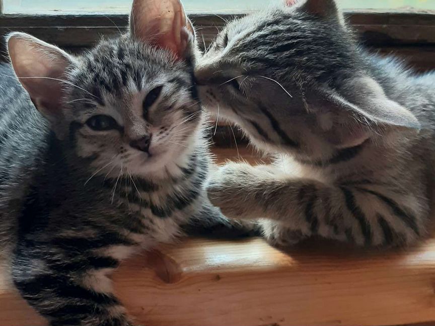 Найдёныши. Котята в дар добрым людям)