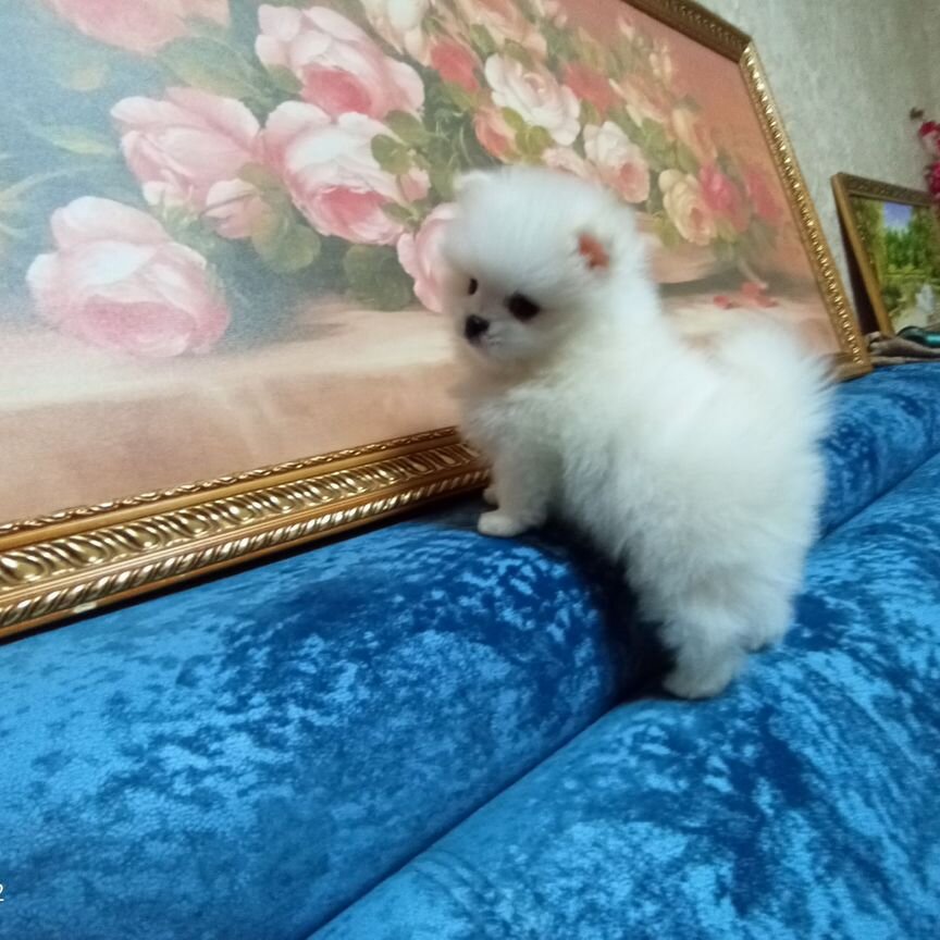 Померанский шпиц