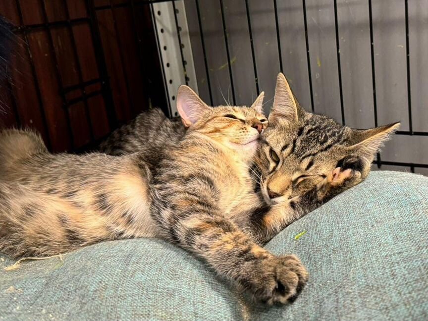 Малышам негде жить