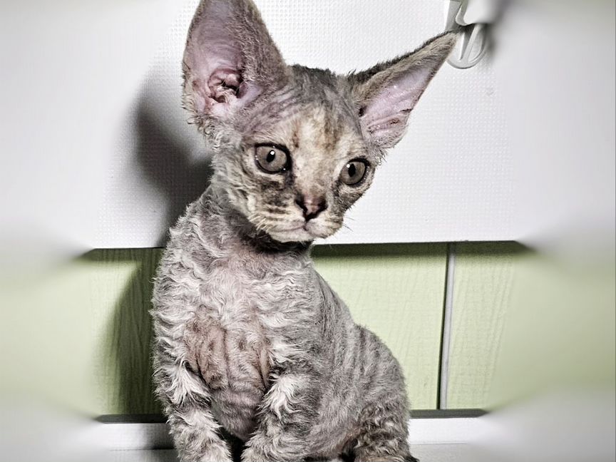 Кошечка девон рекс