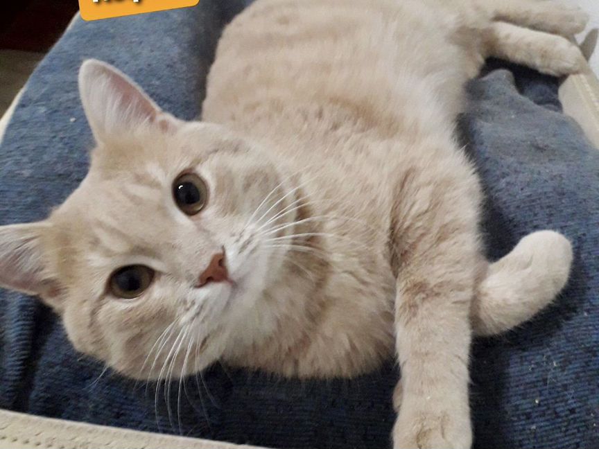 Шикартнвй котик Кофеек ищет дом