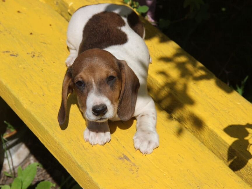 Щенок таксы пайболд