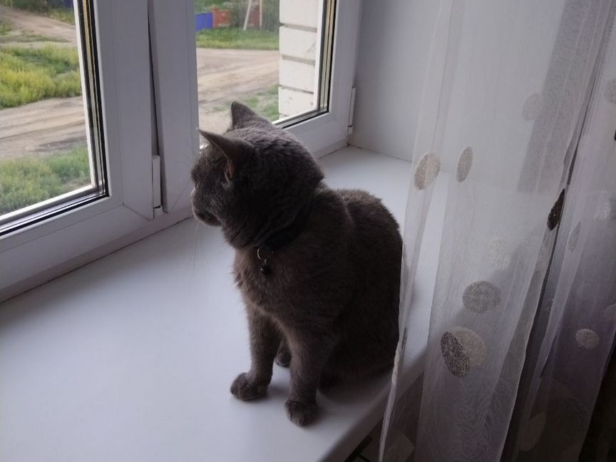 Британская кошка