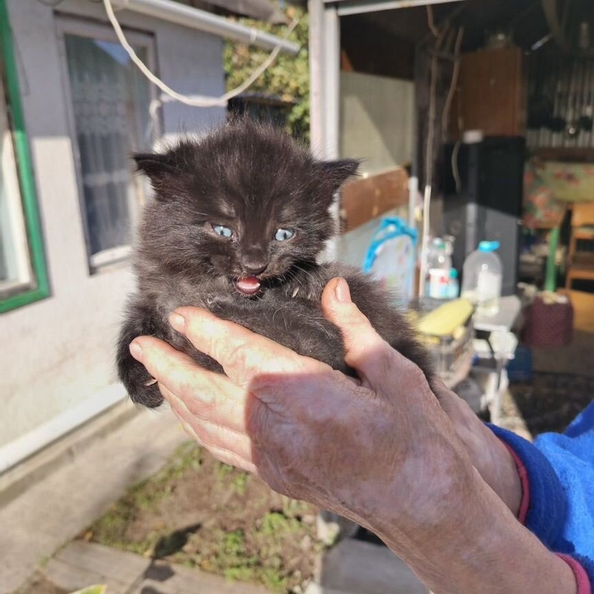 Котенок в добрые руки