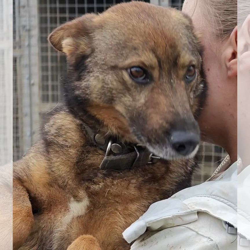 Взрослый пёс в добрые руки