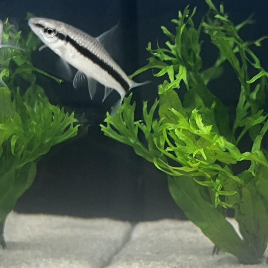 Сиамский водорослеед