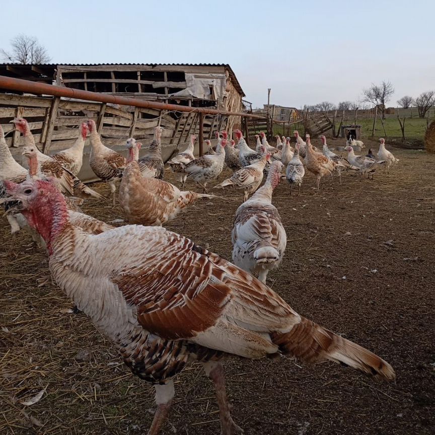 Индюки домашние на развод И на мясо