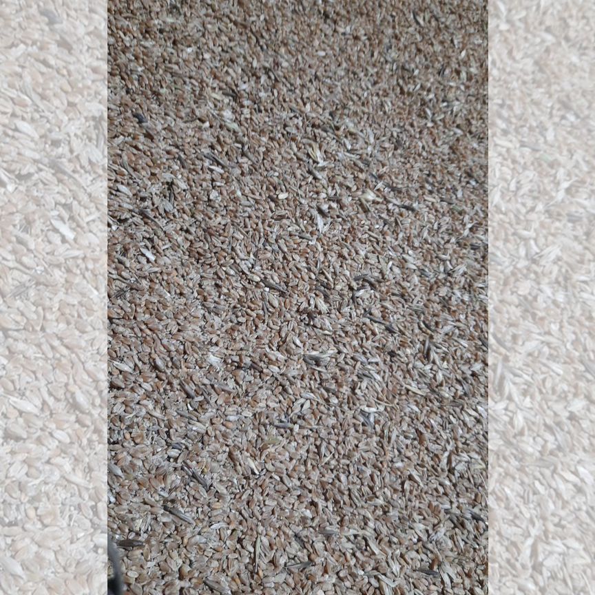 Зерноотходы пшеничные. Ячмень