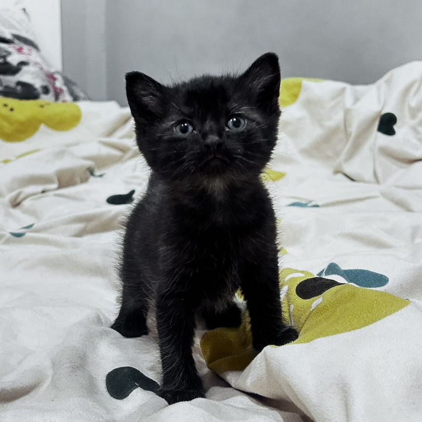 Отдам кота в добрые руки