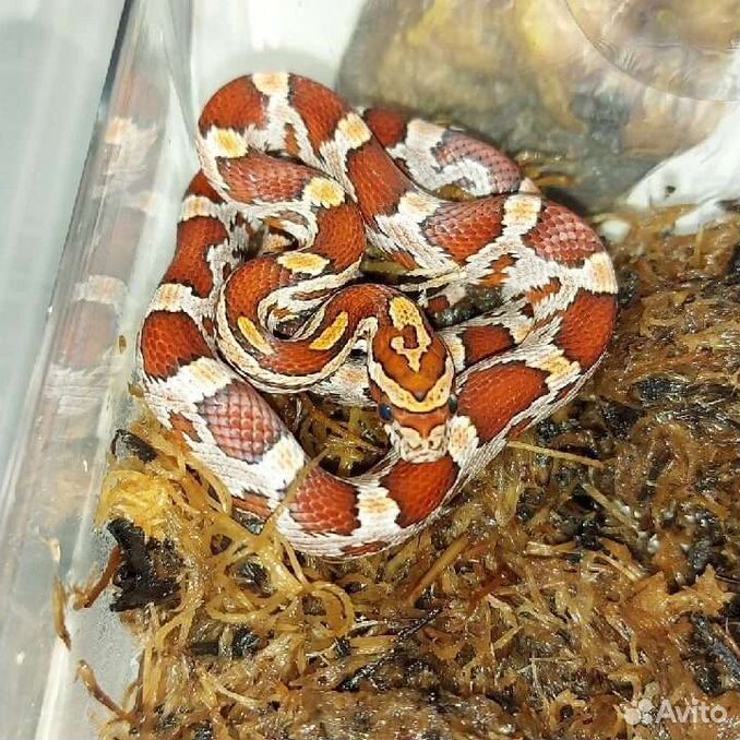 Змея"Маисовый полоз нормал самка