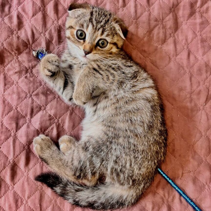 Шотландский вислоухий длинношёрстный котёнок