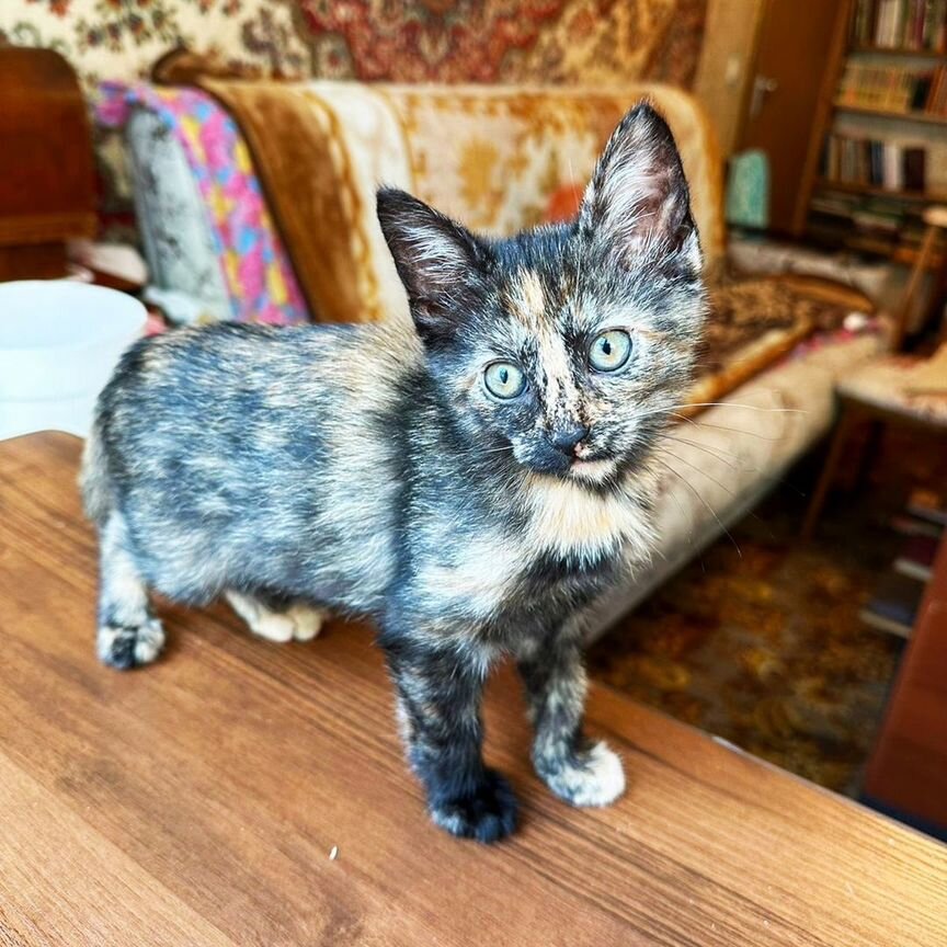 Котенок черепаховая ласкунечка