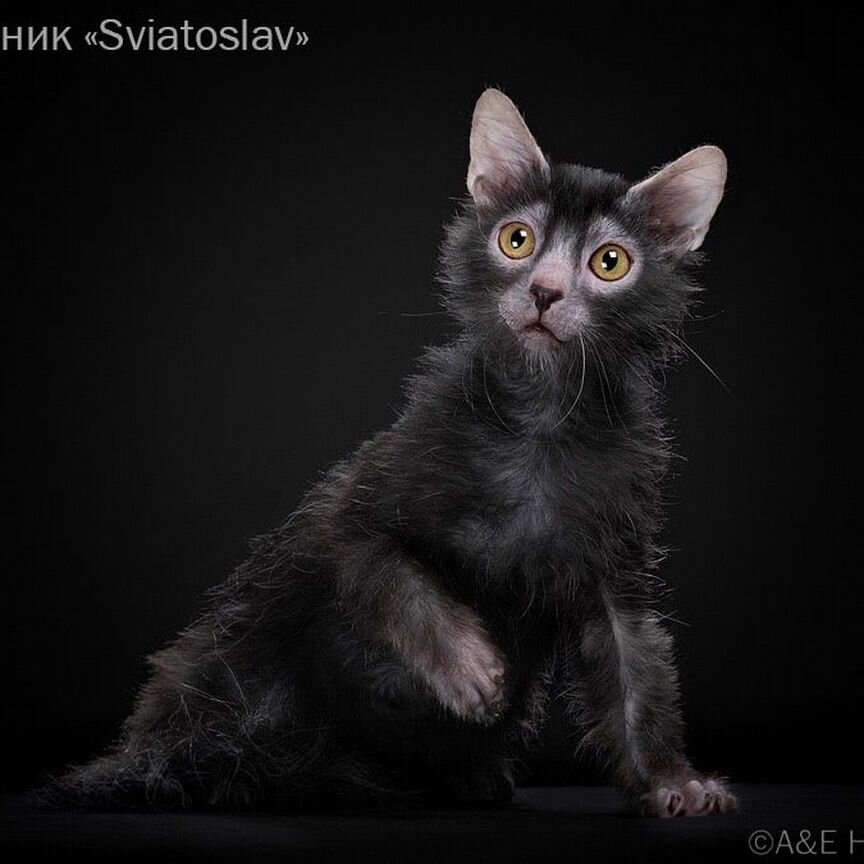 Ликой кот оборотень