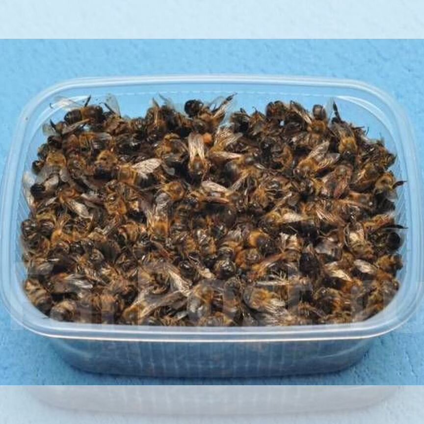 Пчелиный подмор