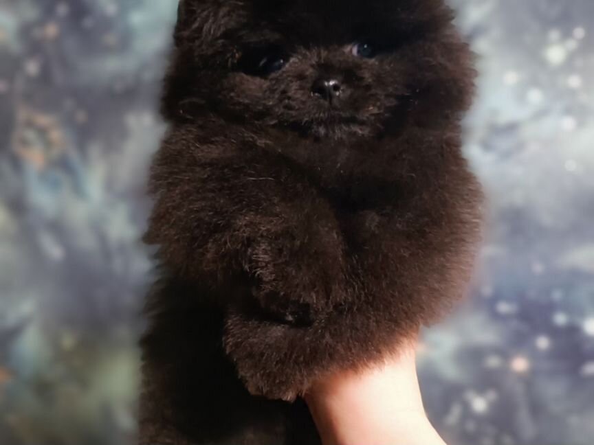 Мальчики померанчики