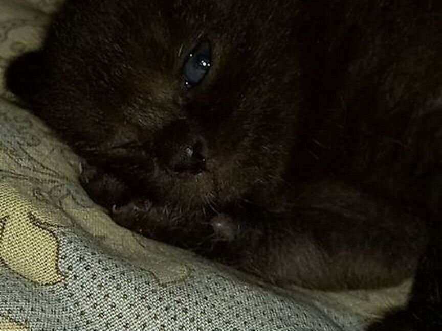 Кошка