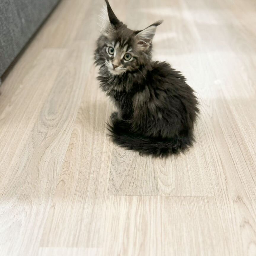 Котенок Мейнкун в добрые руки