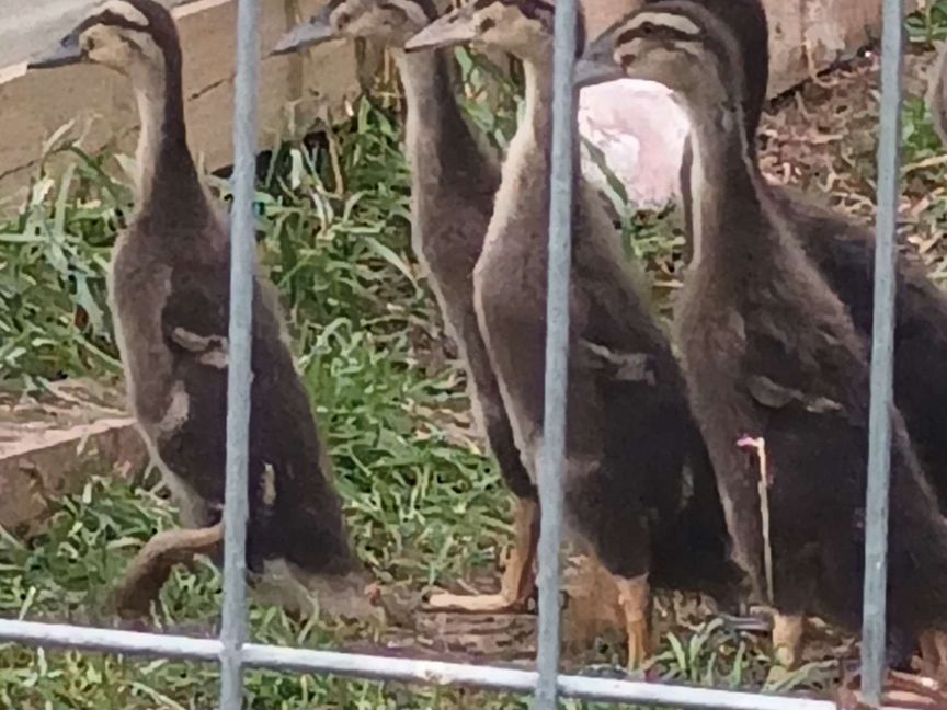 Утки, селезни разных пород