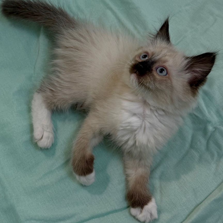 Невский маскарадный котёнок