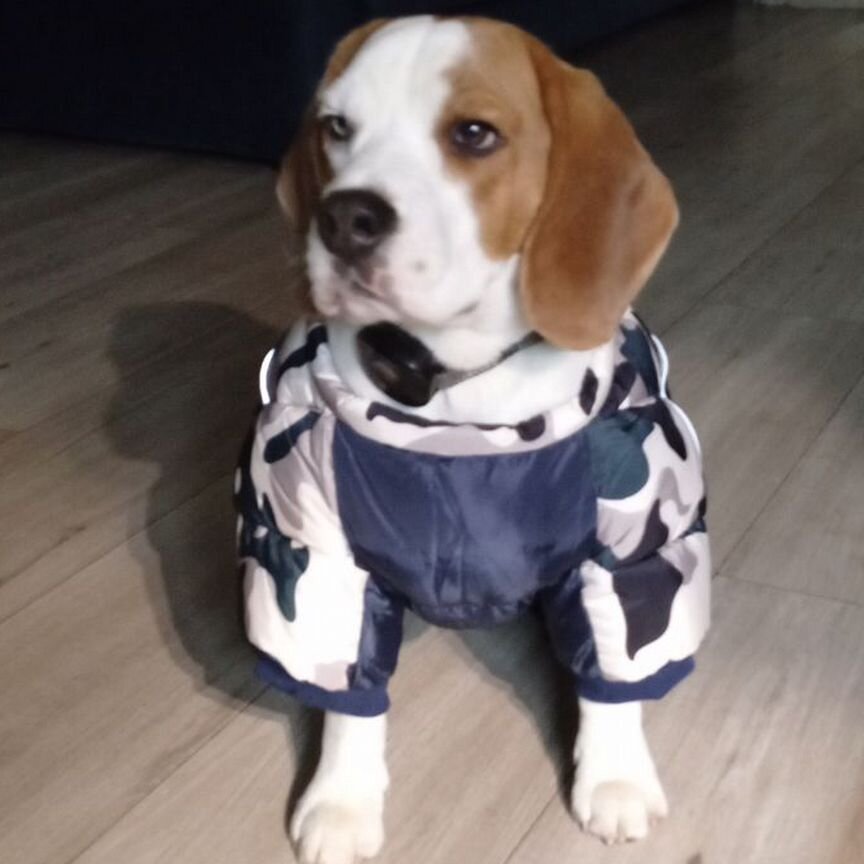 Бигль, взрослый пёс