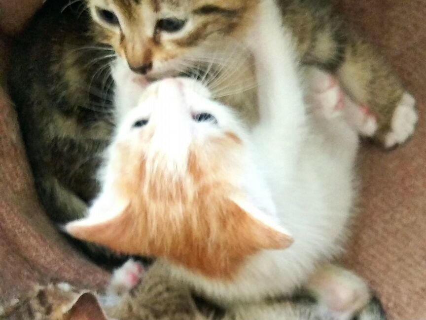 Котятки 1,5 мес