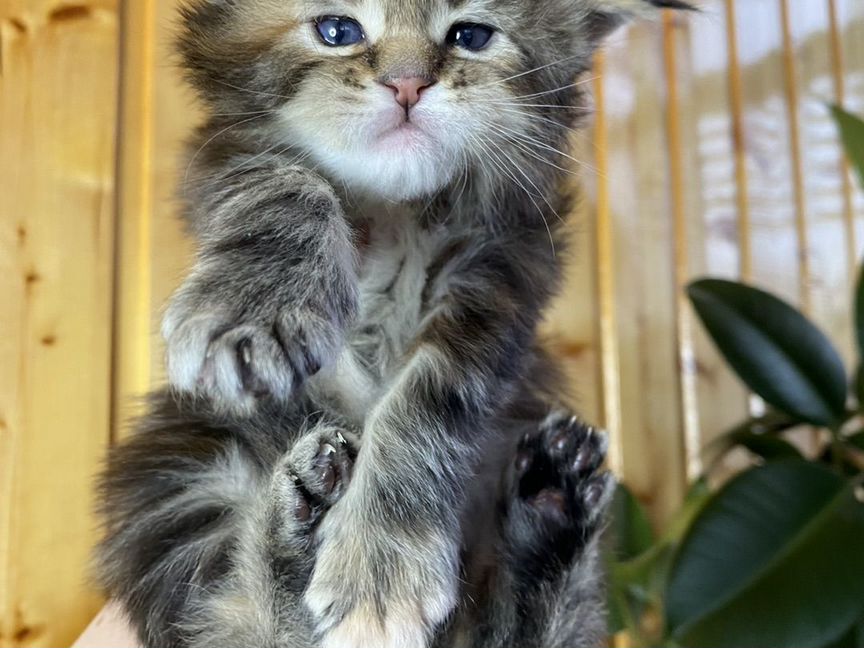 Мейн-кун черепашка