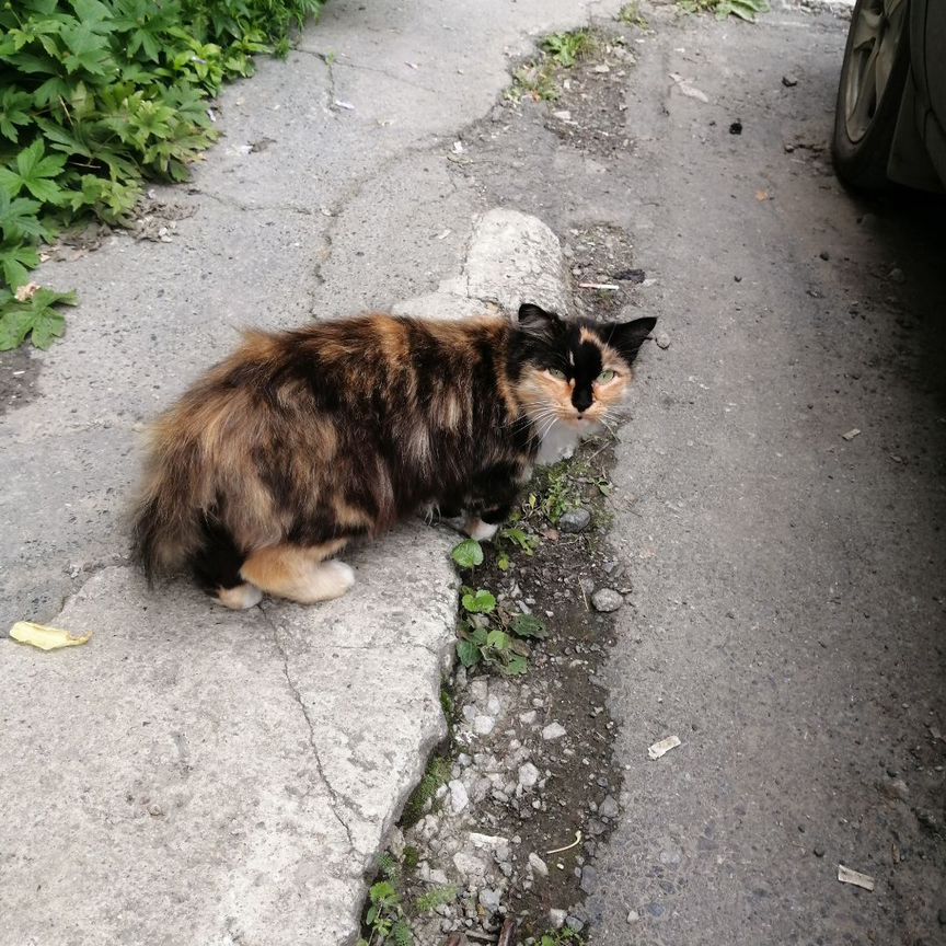 Кошечка