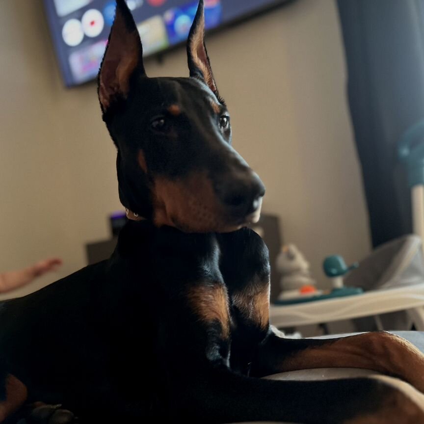 Доберман, щенок