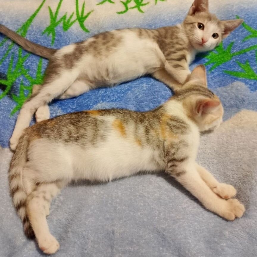 Котята в добрые руки бесплатно