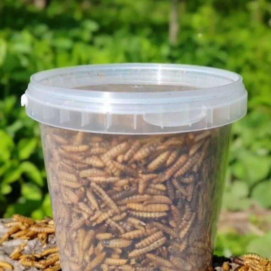 Корм для грызунов, птиц и рептилий