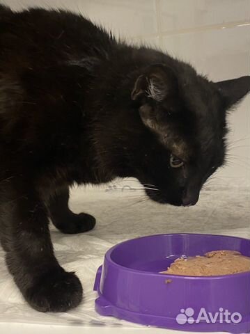 Котик Багир