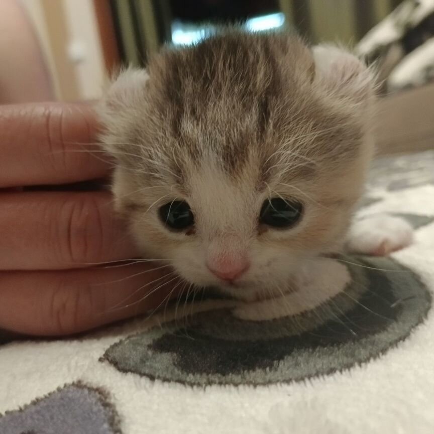 Котята керл