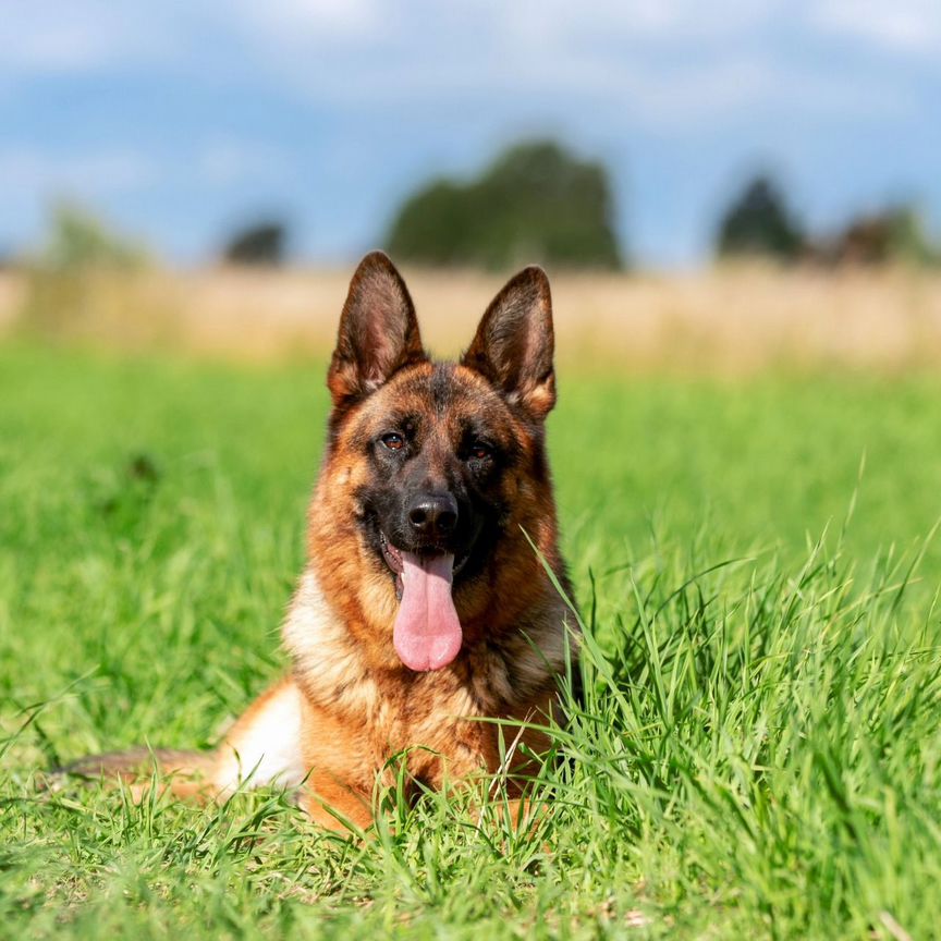 Щенки немецкой овчарки