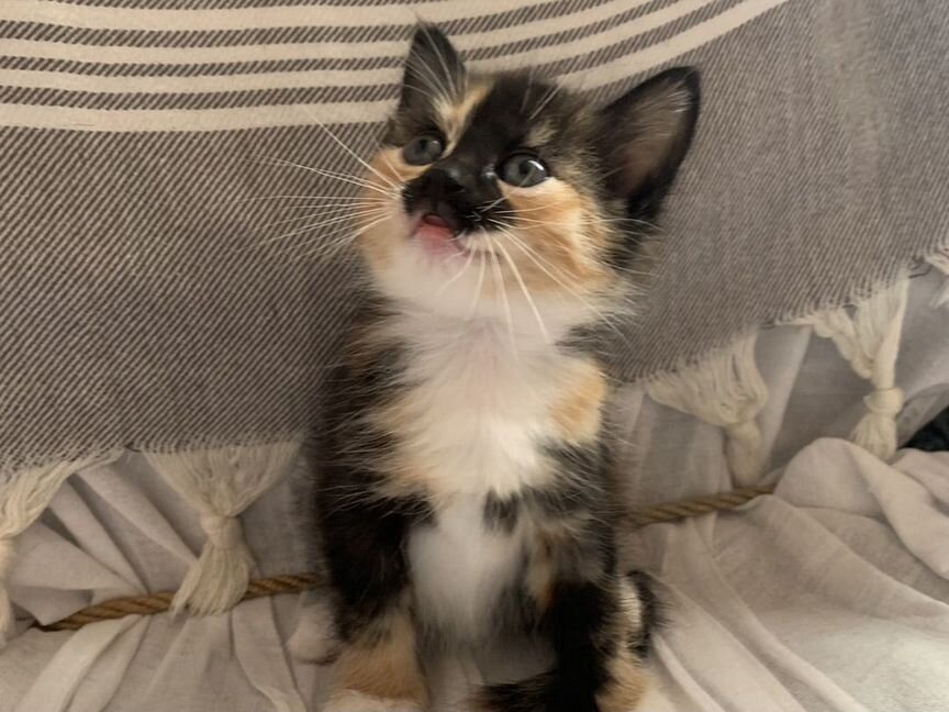 Котнок, девочка трехшерстная