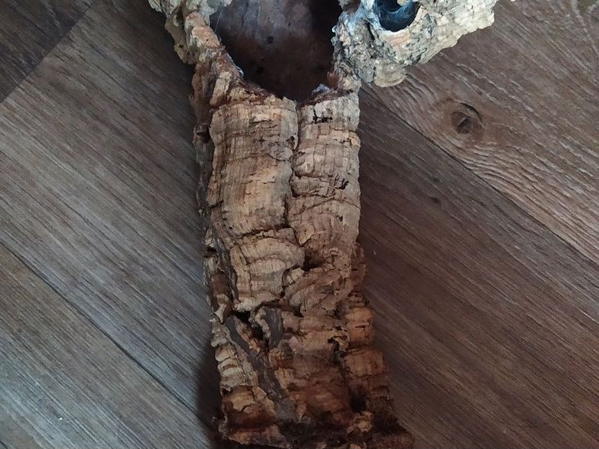 Кора пробкового дуба